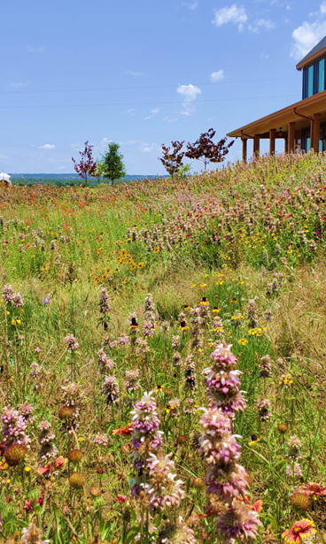 Restore the Earth! Create a Pocket Prairie - Native Plant Society of Texas