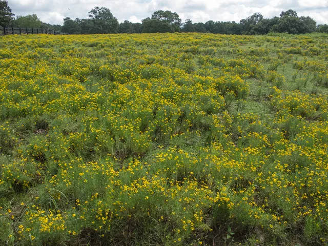 Plant Policies and Position Statements - Native Plant Society of Texas
