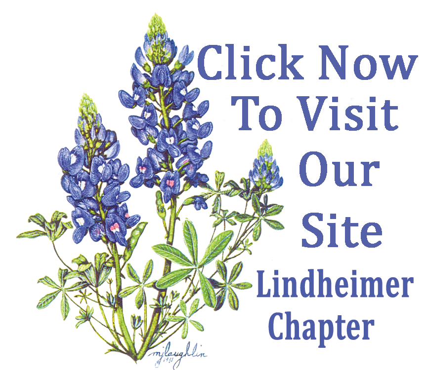 Lindheimer - Native Plant Society of Texas