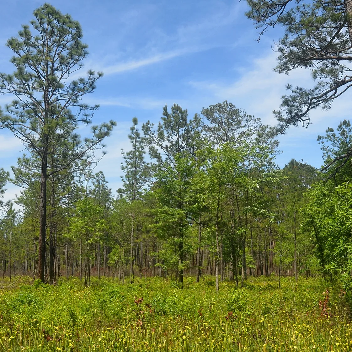 About Us - Native Plant Society of Texas