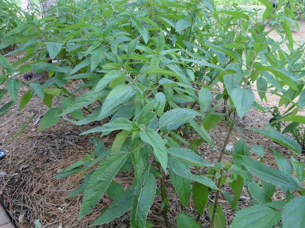 Plant of the Week - Native Plant Society of Texas