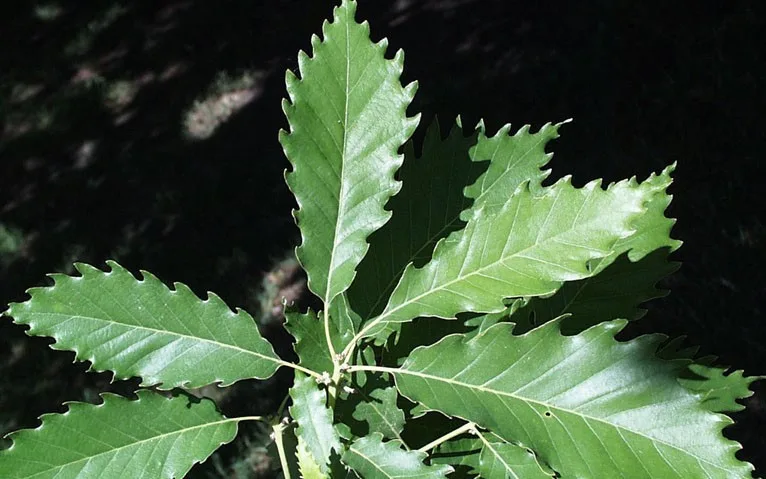 Autumn Leaves: Four Native Trees for Your North Texas Landscape ...