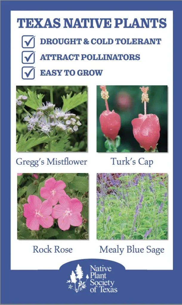 News and Events - Native Plant Society of Texas