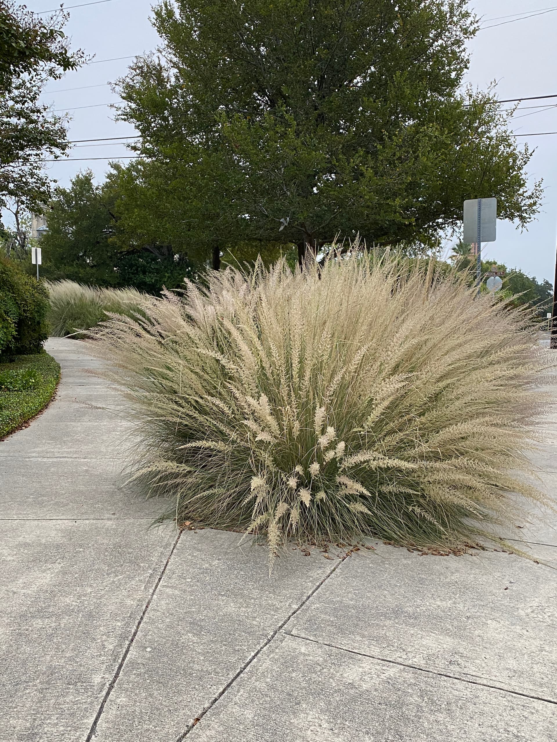 Utilizing Native Grasses in Residential Landscapes - Native Plant ...