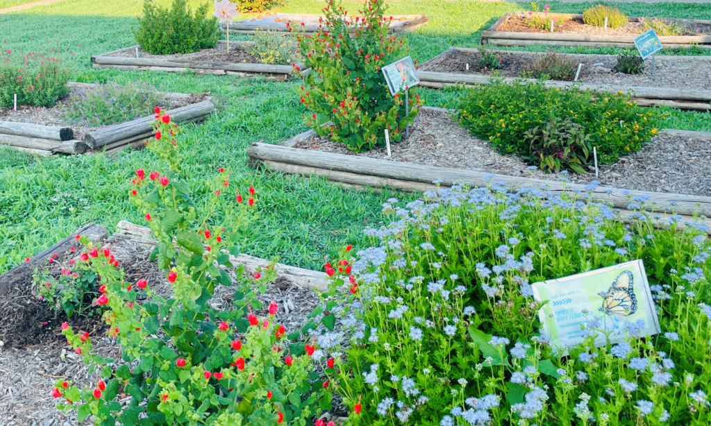 Native Plants in Schools - Native Plant Society of Texas