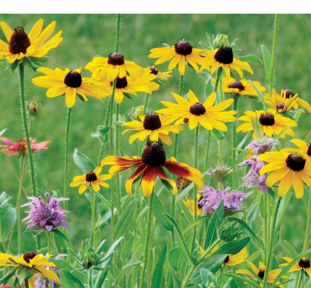 Texas Ecoregions Thrive with Native Plants - Native Plant Society of Texas