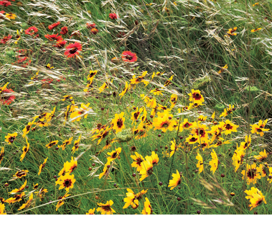 Texas Ecoregions Thrive with Native Plants - Native Plant Society of Texas