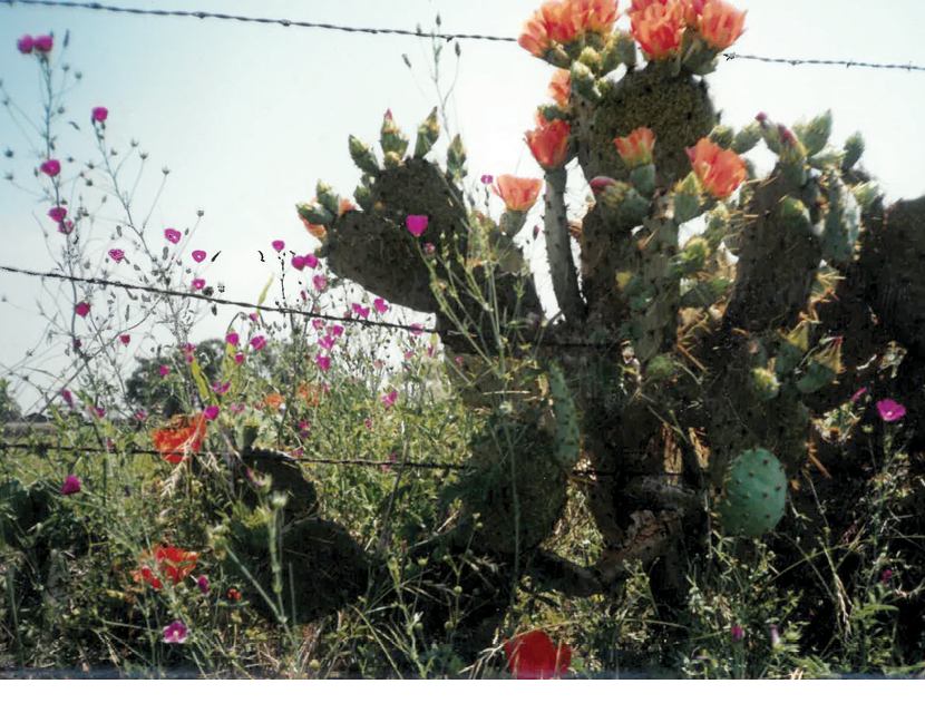 Texas Ecoregions Thrive with Native Plants - Native Plant Society of Texas
