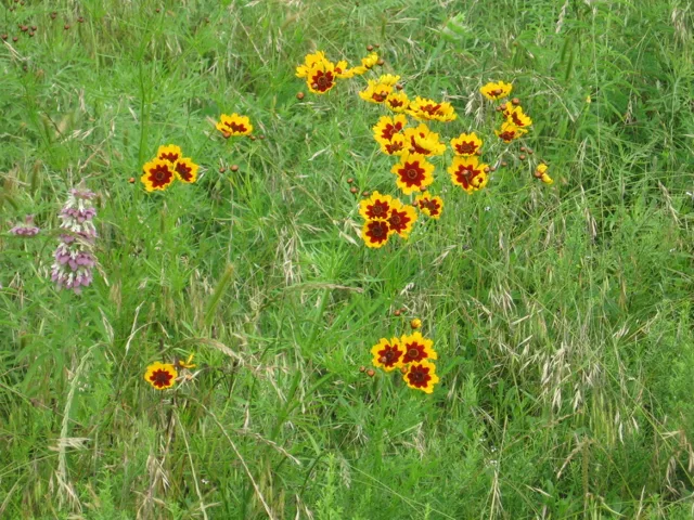 Top 10 Benefits of Using North Texas Native Plants - Native Plant ...