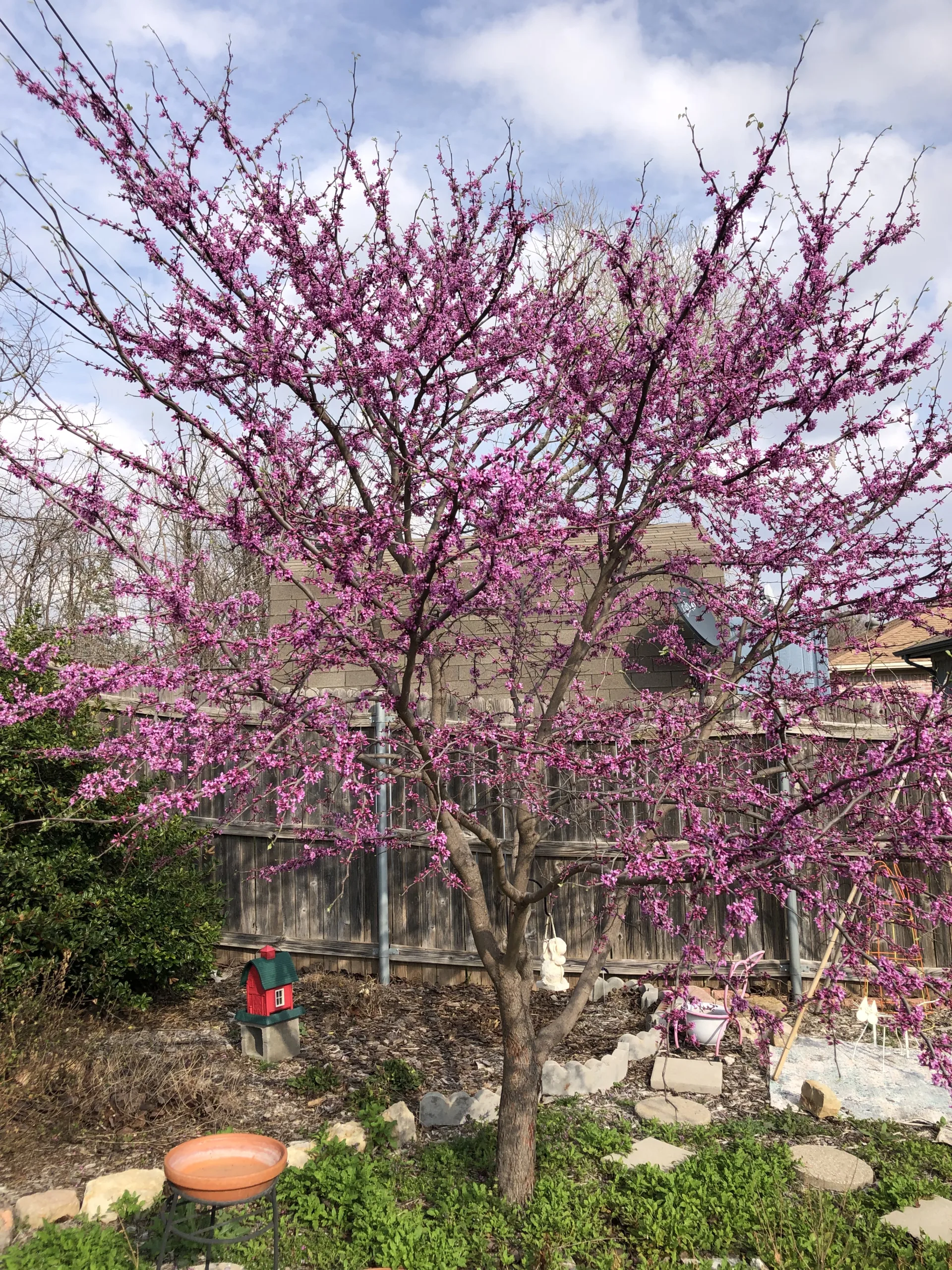 Native Plant Info - Native Plant Society of Texas