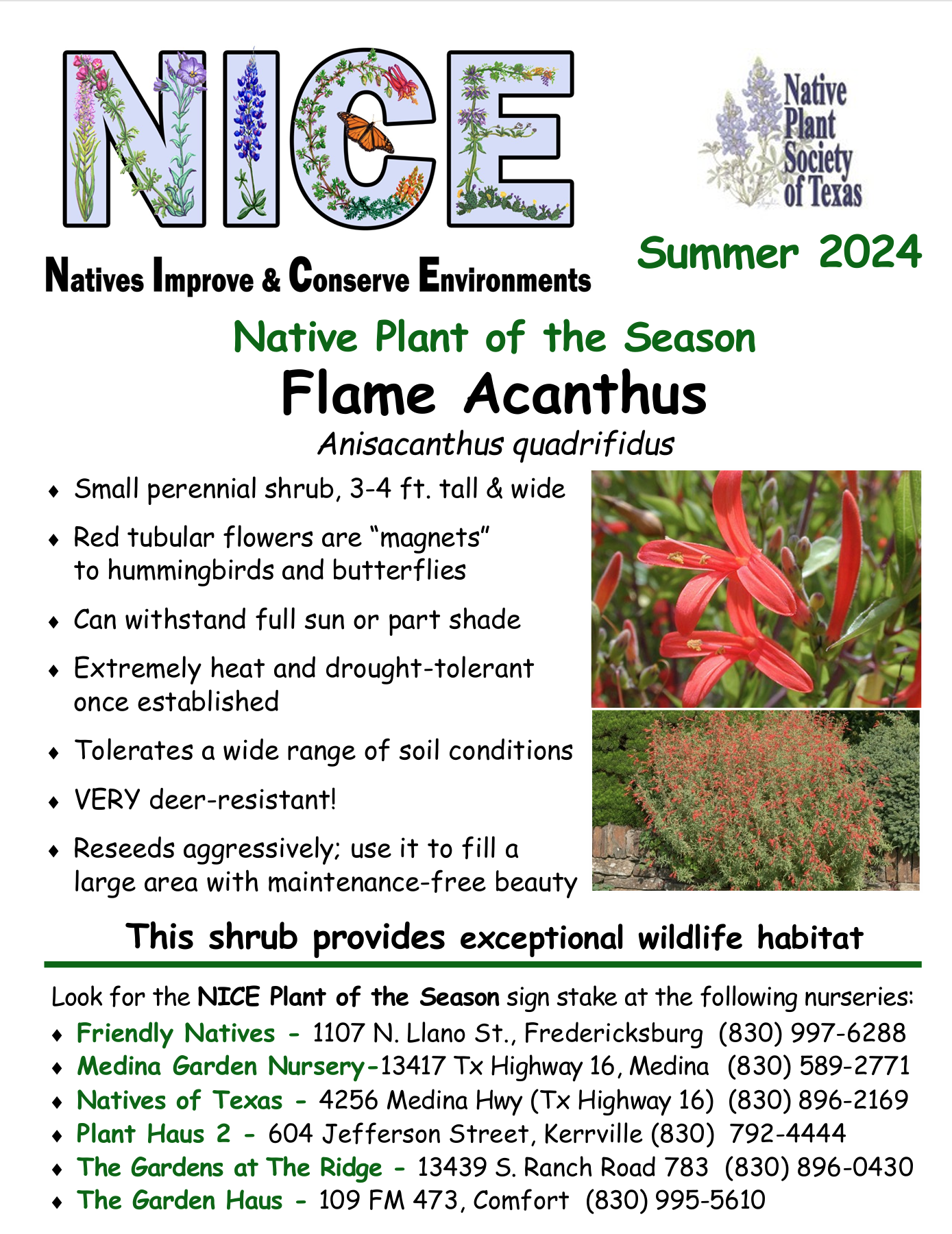 NICE Plant - Summer 2024 - Flame Acanthus - Native Plant Society of Texas